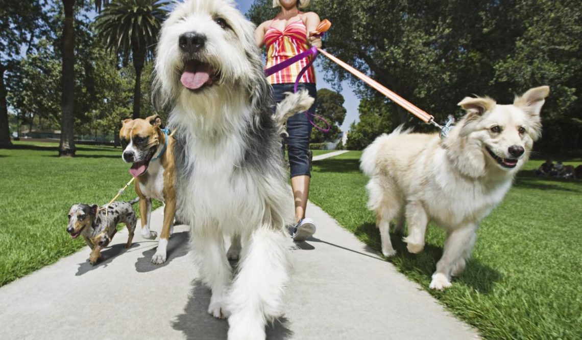 Promeneurs de chiens certifiés - Pitou Urbain